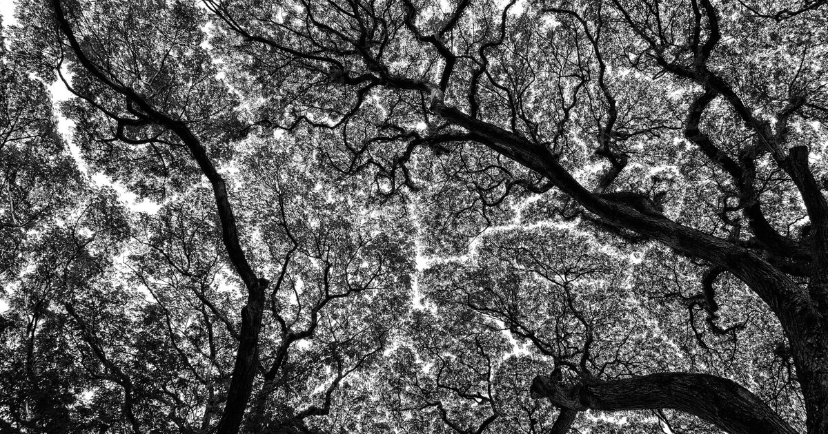 International Trade and Customs - Sanan Law - Sanan Law